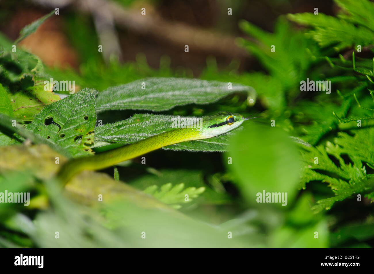 Green Parrot Snake, Leptophis ahaetulla, Costa Rica Stock Photo - Alamy