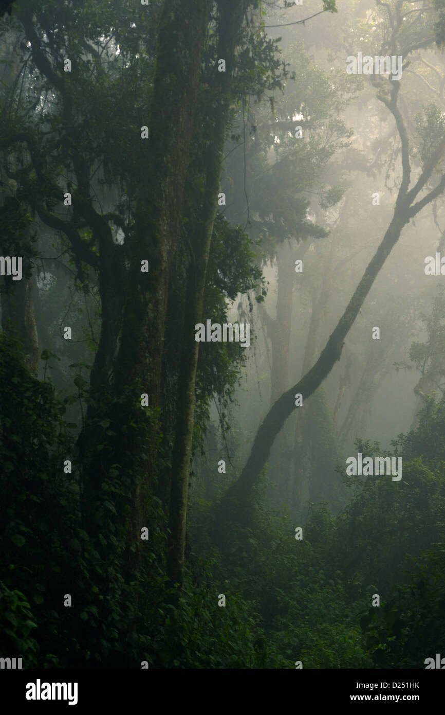 Interior of misty tropical montane forest habitat, Nyungwe Forest N.P ...
