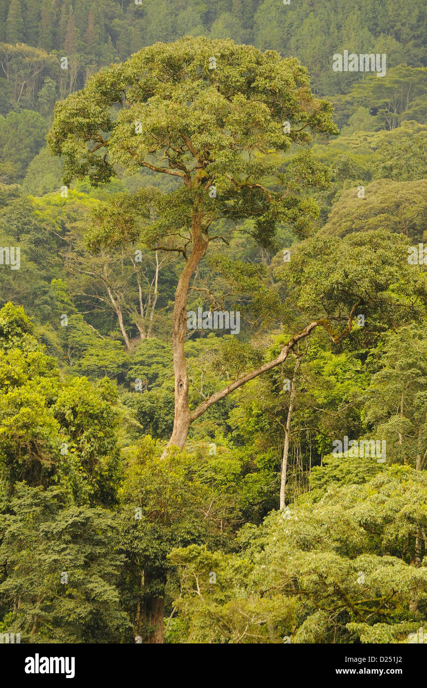Tropical Montane Forest