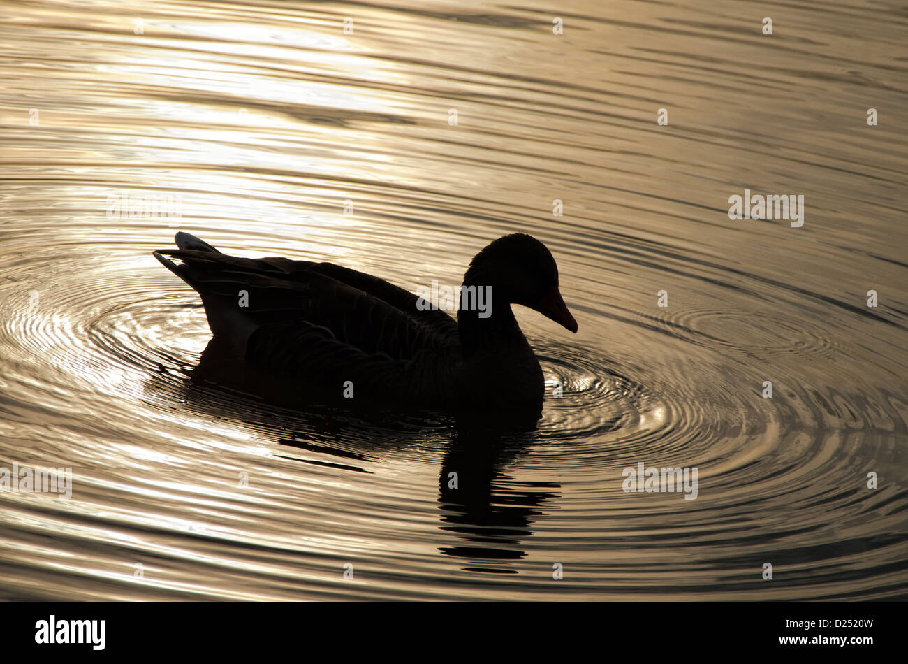 black silhouette of a duck at sunset on a lake with ripples Stock Photo ...