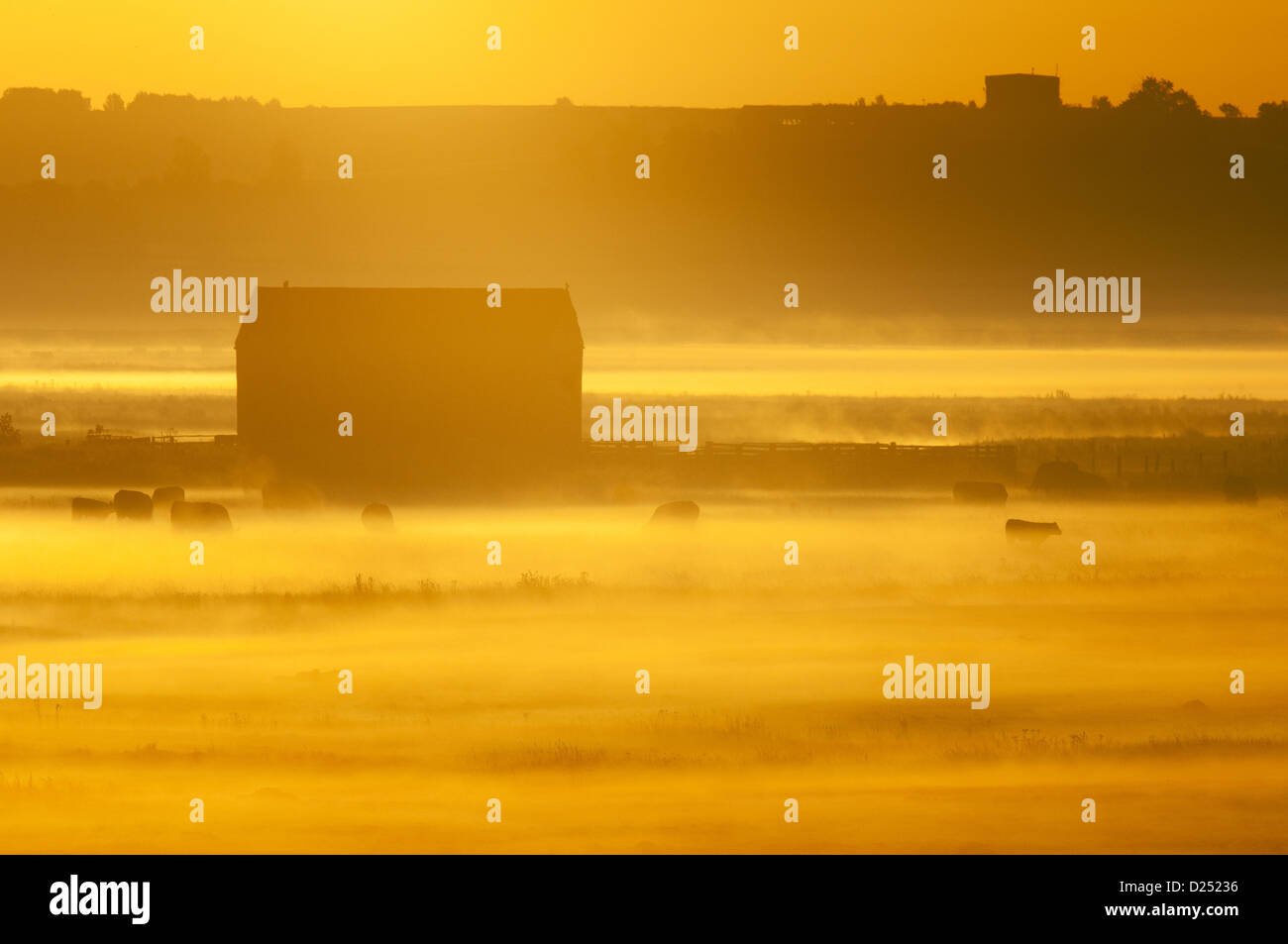 View barn cattle on coastal grazing marsh habitat silhouetted sunrise ...