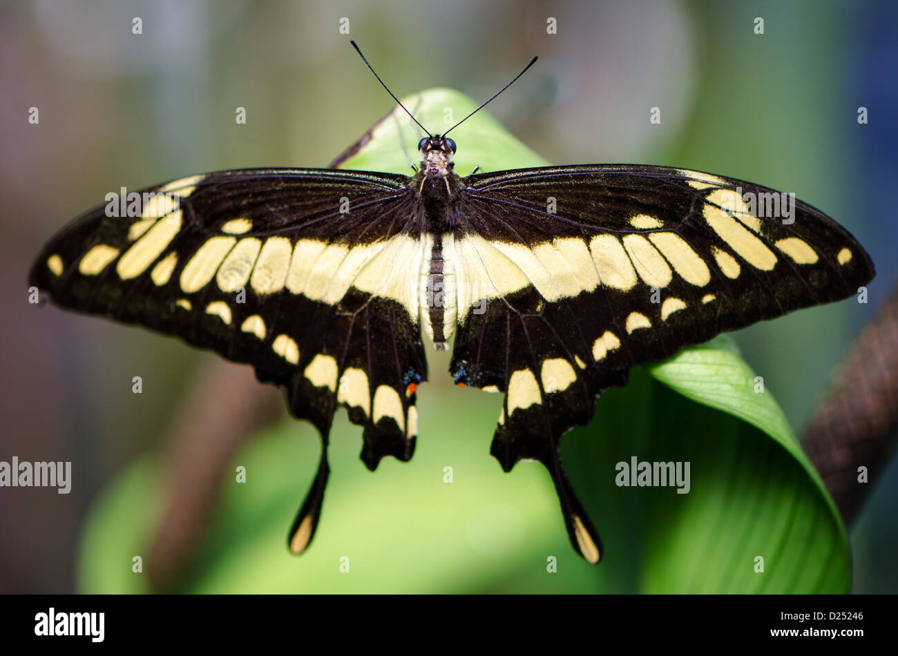 Butterflies insect lepidoptera papilionidae hi-res stock photography ...