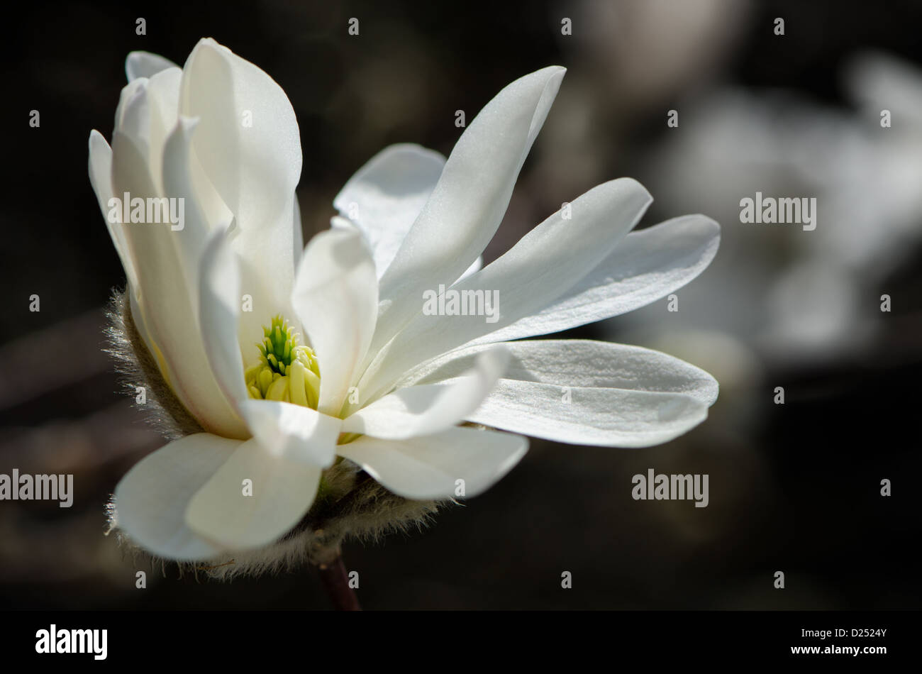opening, blooming Magnolia stellata / star magnolia flower Stock Photo ...