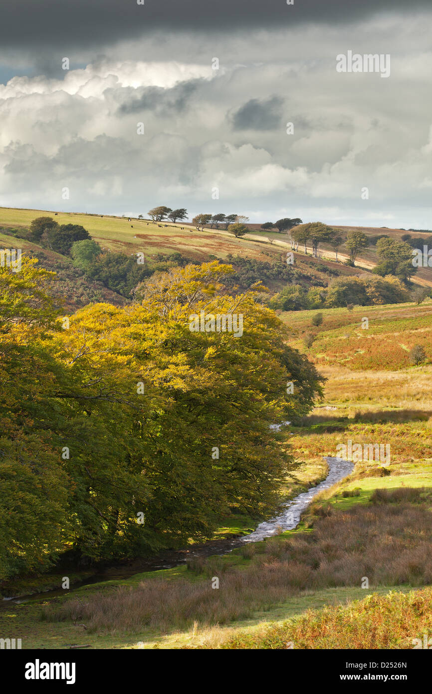 Hoar oak tree exmoor hi-res stock photography and images - Alamy