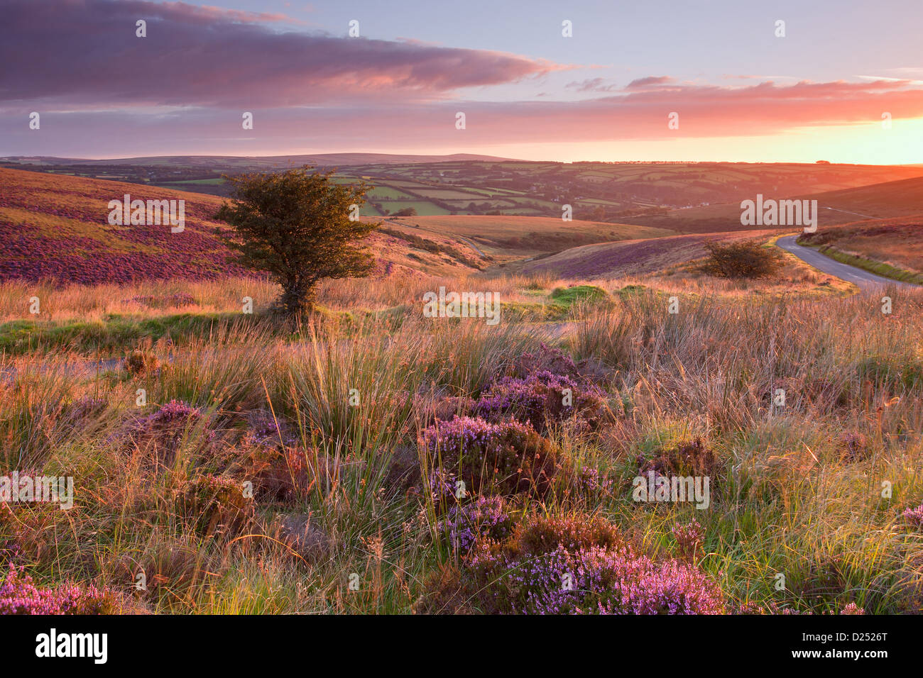 View road through moorland habitat with flowering heather hawthorn ...