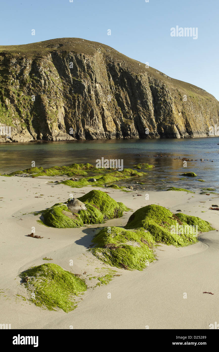 View of beach and cliffs, North Haven Bay, Fair Isle, Shetland Islands ...