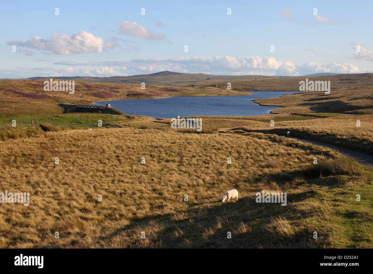 View of moorland and full reservoir, Llyn Aled, Denbigh Moors, North ...