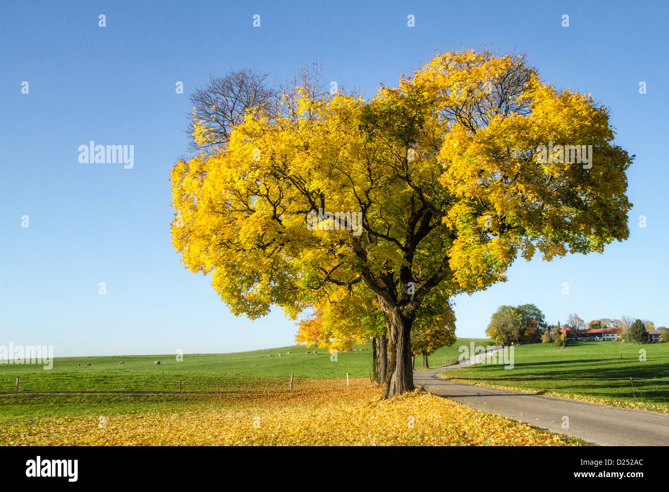 Golden fall foliage in autumn, a yellow tree on a green field with blue ...