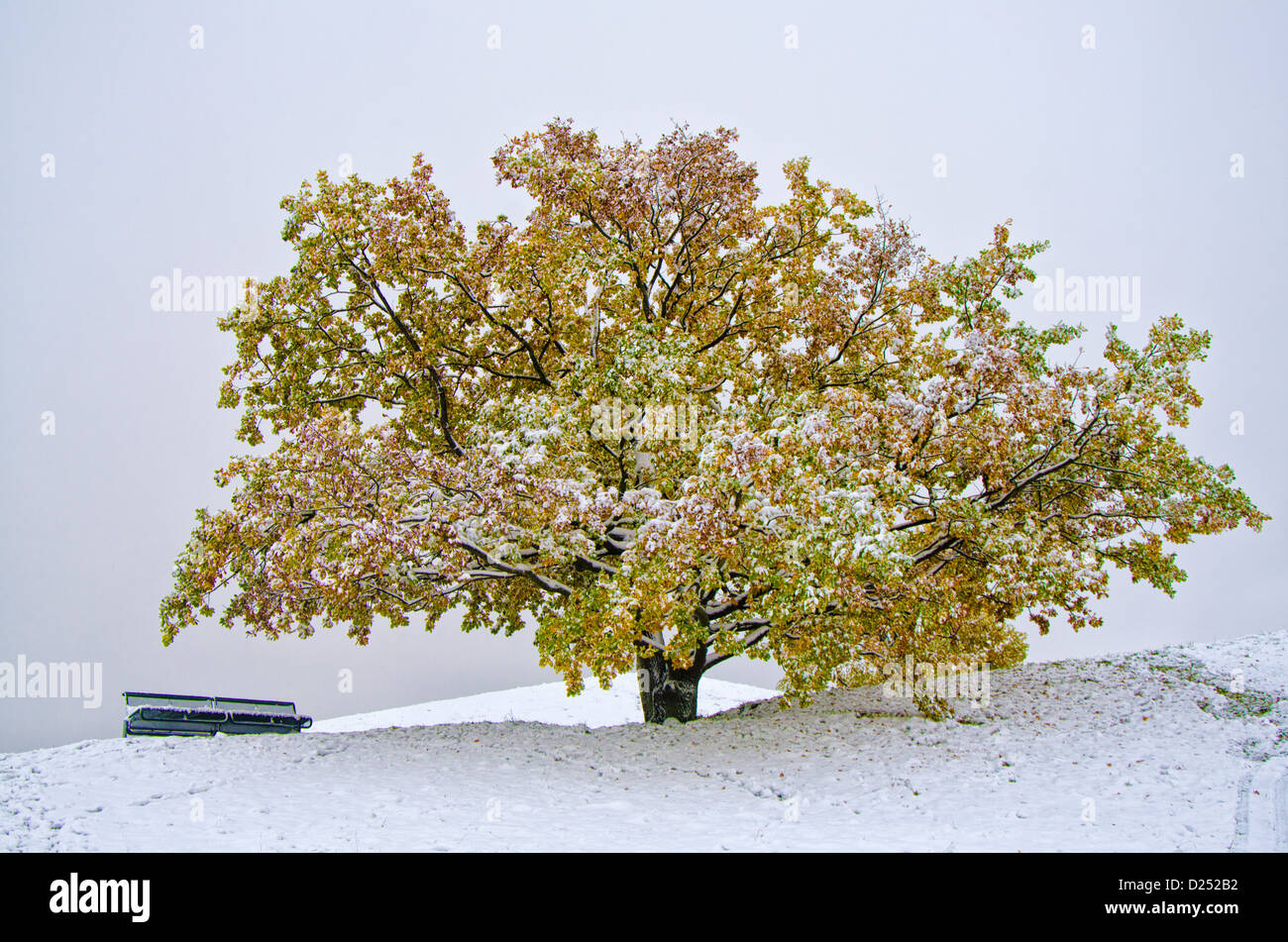 Golden fall foliage in autumn with snow: a yellow tree with first thin ...