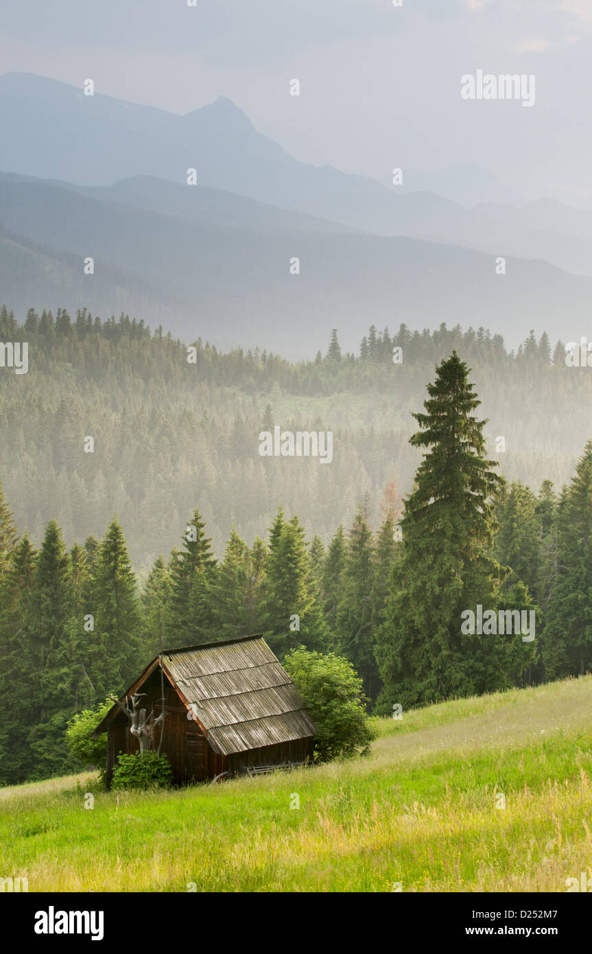 View over meadow, barn and montane coniferous forest habitat at sunset ...