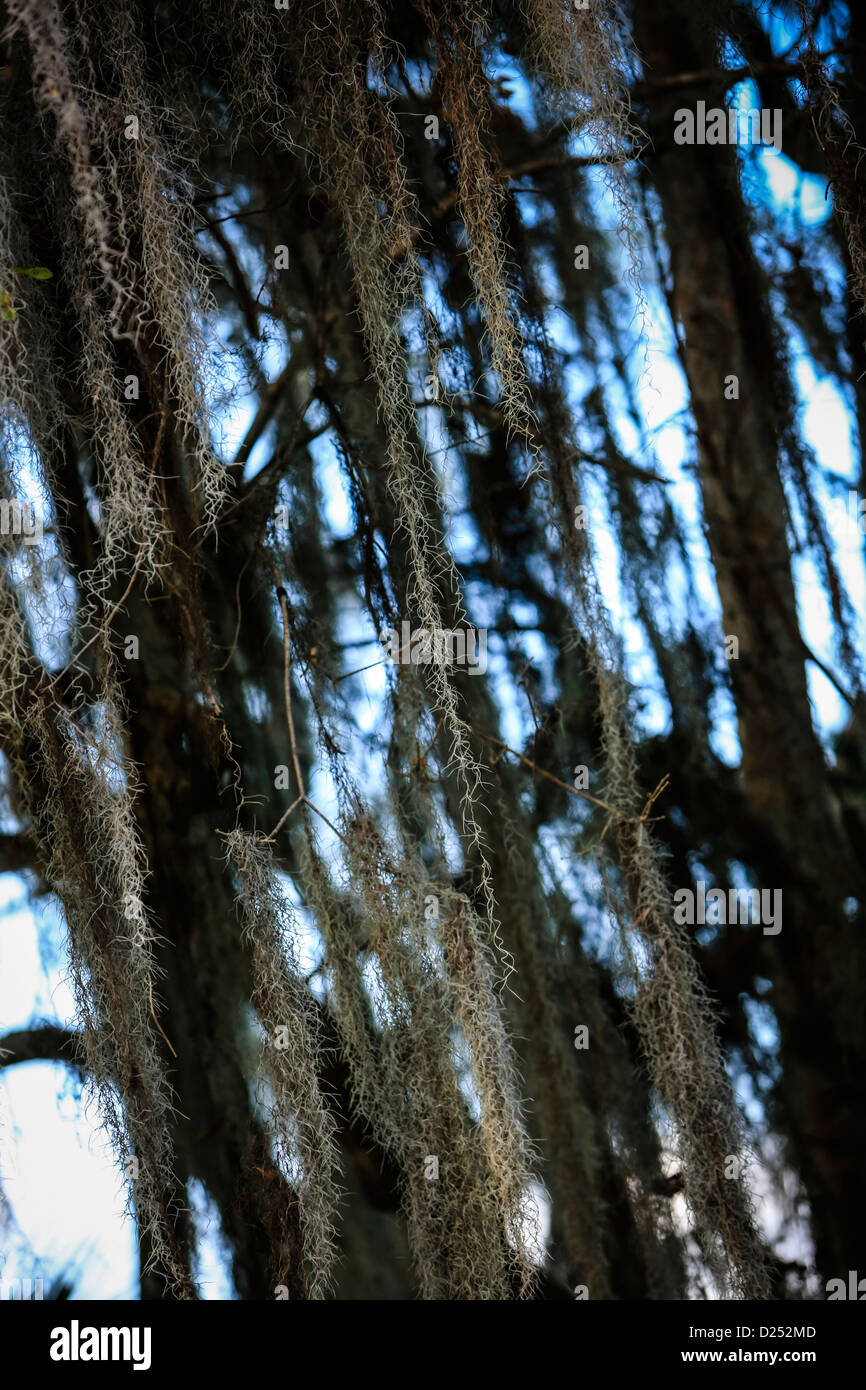 Hanging Spanish moss (Tillandsia Usneoides) hangs from the trees in ...