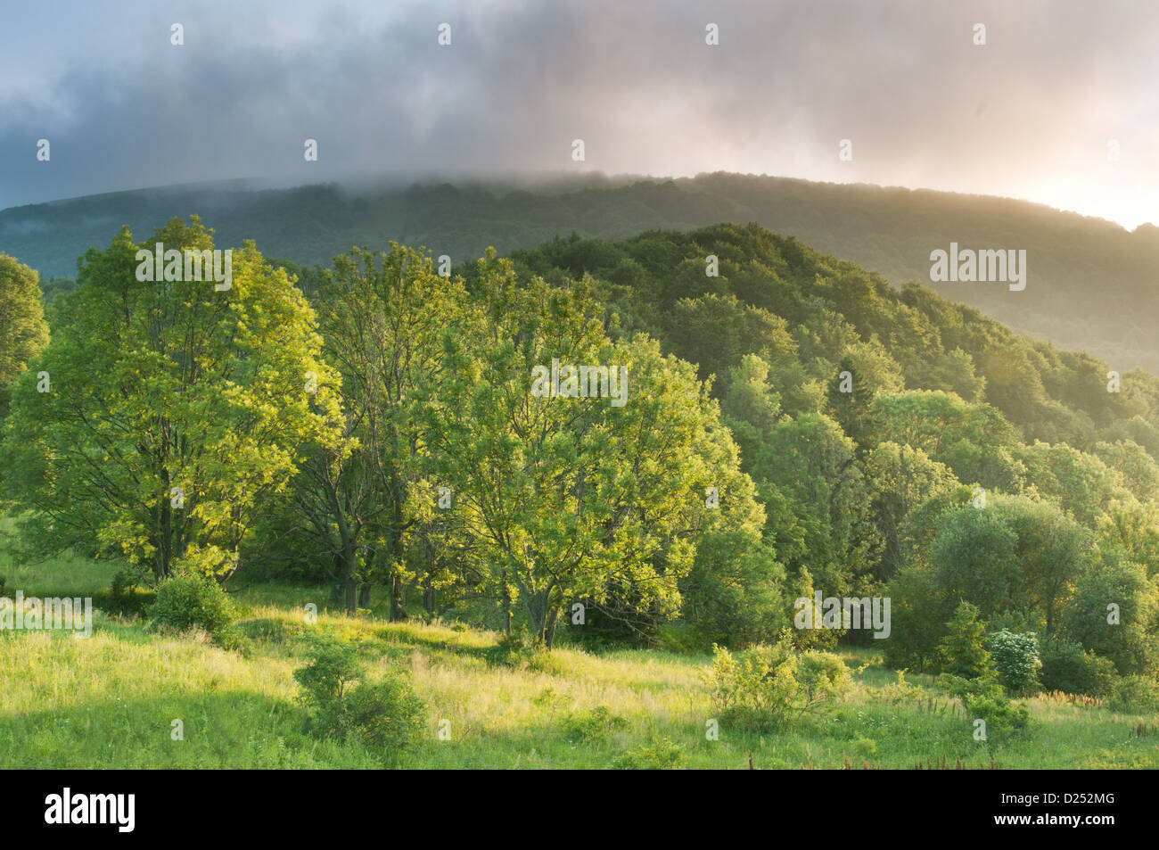 Montane temperate forest hi-res stock photography and images - Alamy