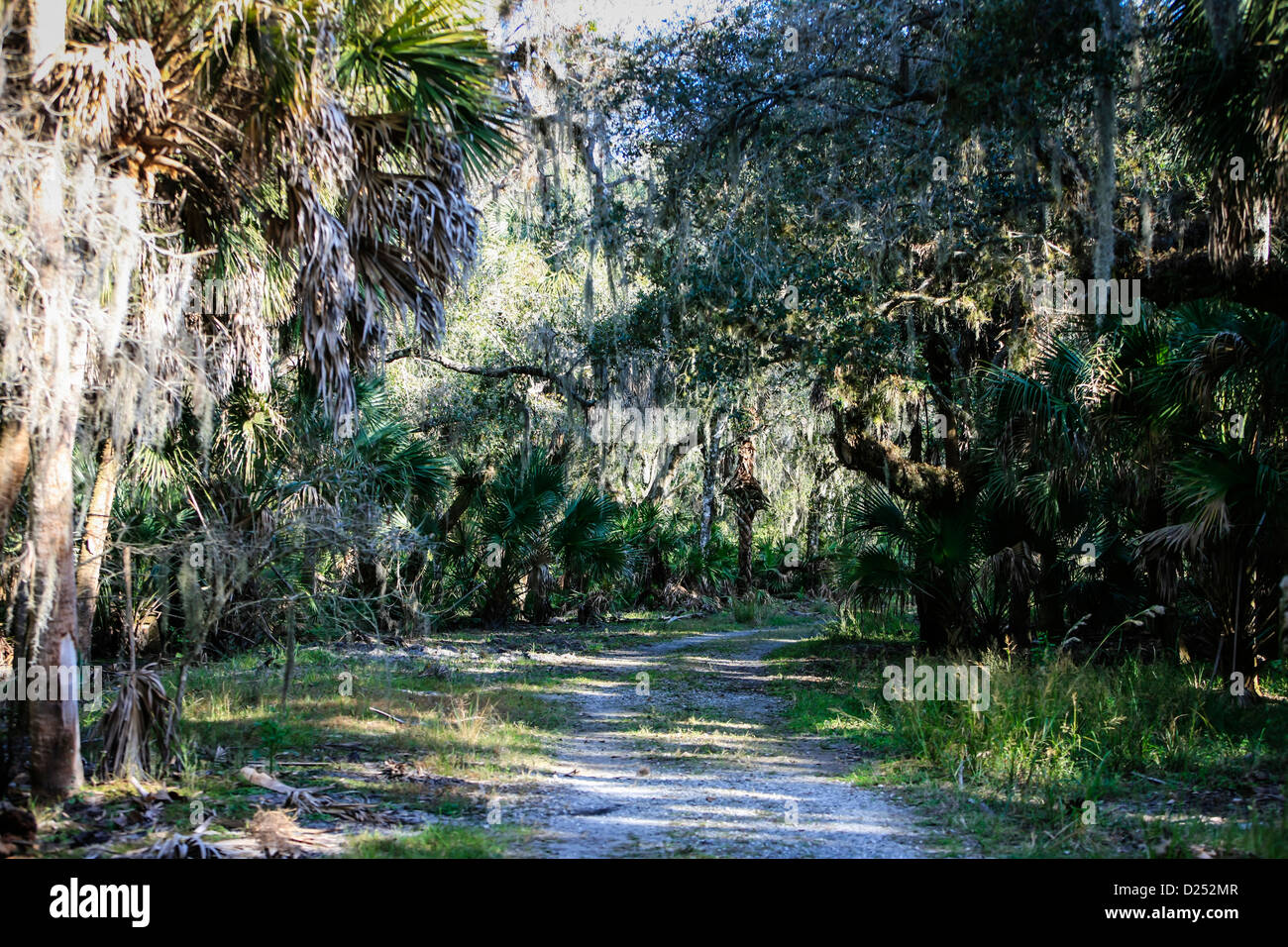 The tropical forest in Myakka State Park Florida Stock Photo - Alamy