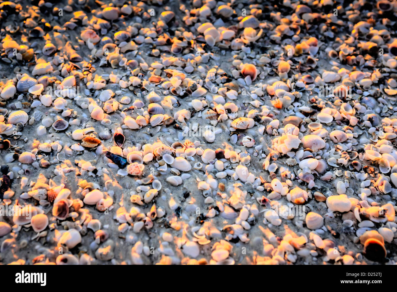 Seashells on the Siesta Key beach in Sarasota Florida Stock Photo - Alamy