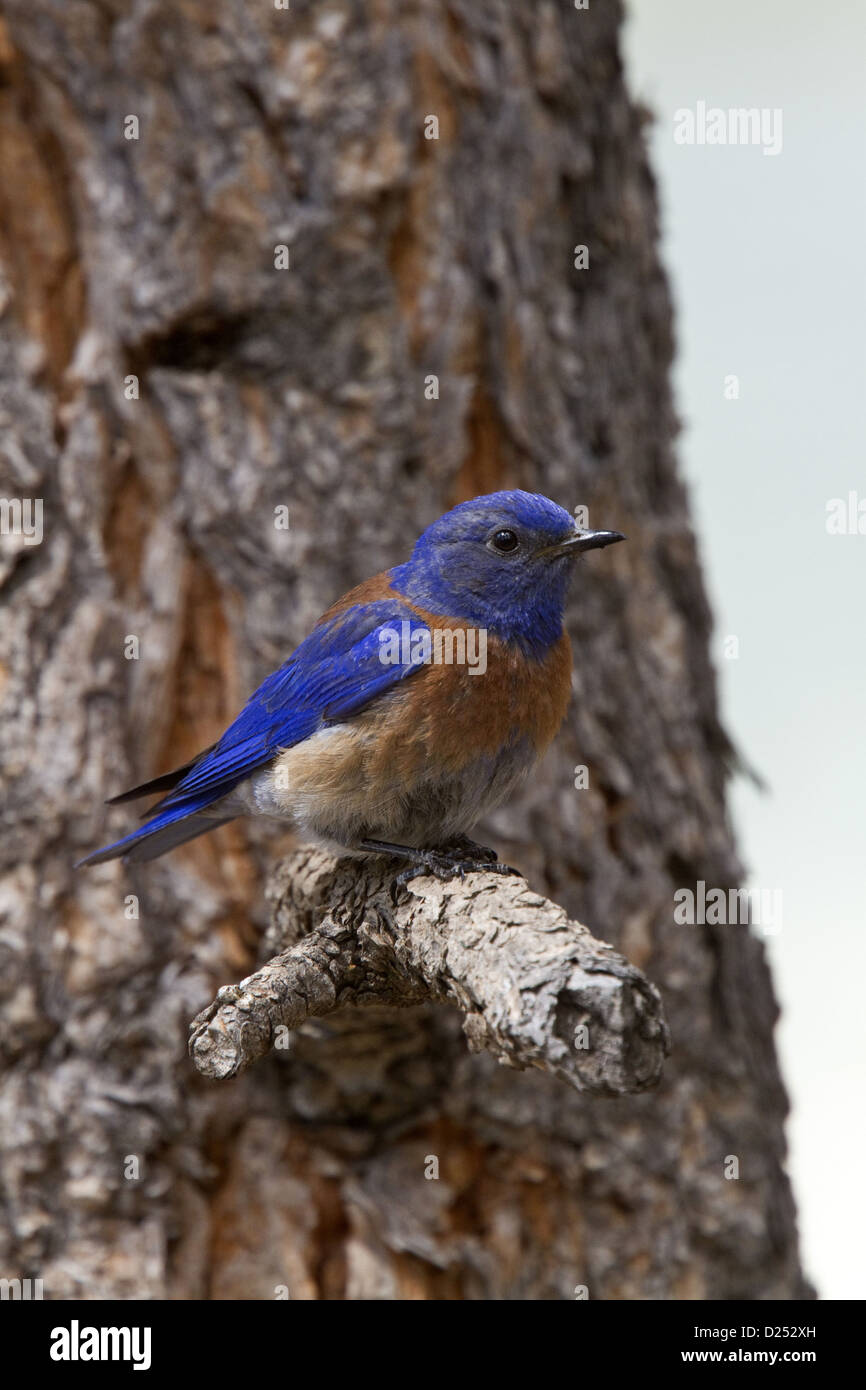 Western Bluebird male bird Utah USA Stock Photo - Alamy