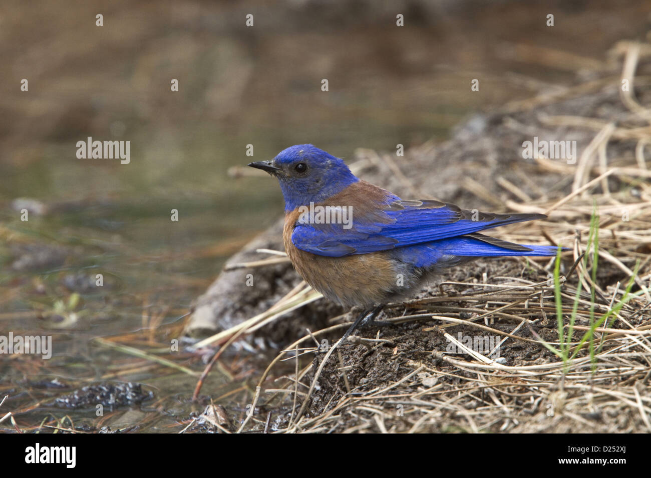 American bluebirds hi-res stock photography and images - Alamy
