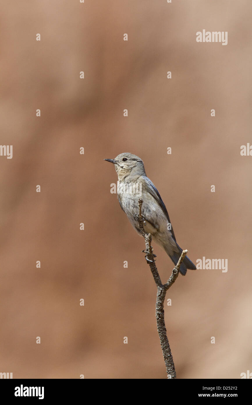 Western Bluebird female bird - Utah USA Stock Photo - Alamy