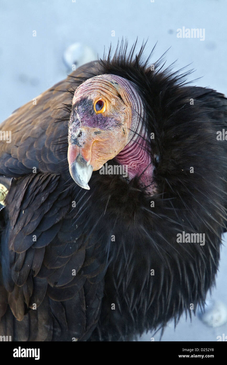 Condor head hi-res stock photography and images - Alamy