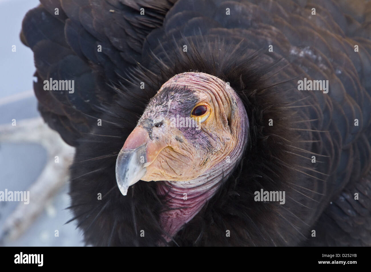 California Condor adult - Utah America Stock Photo - Alamy