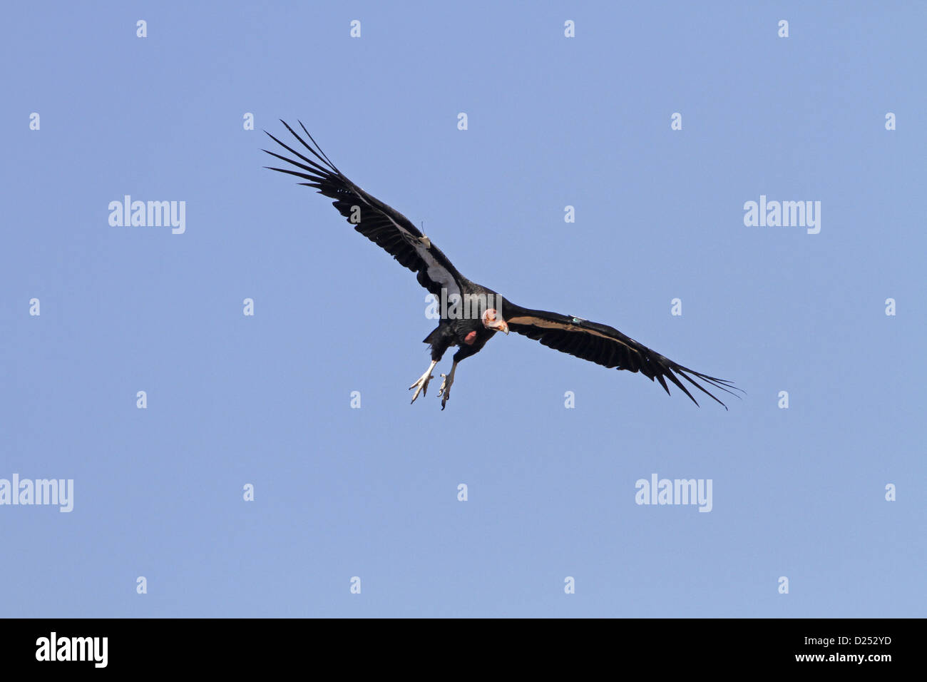 Face condor hi-res stock photography and images - Alamy