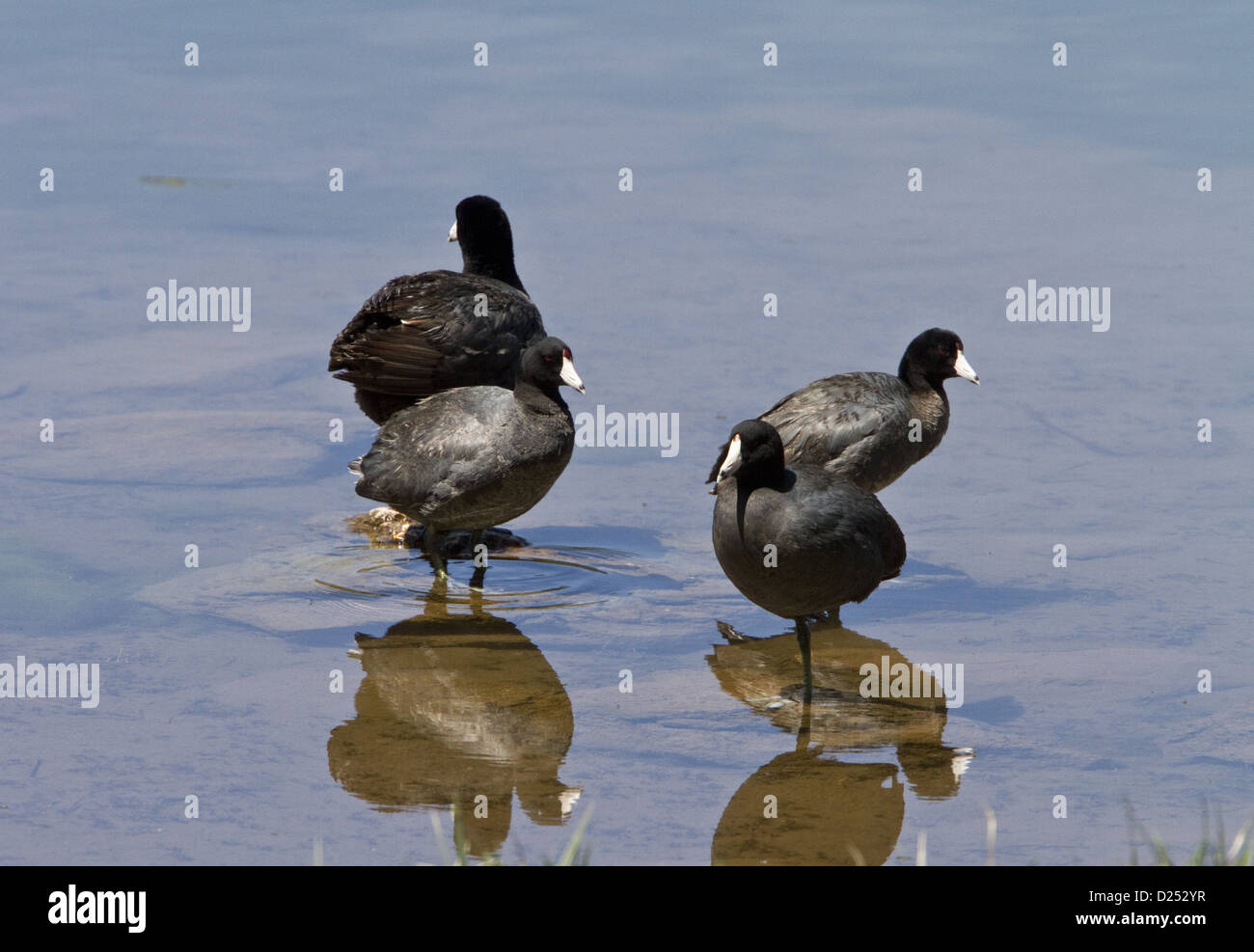 Usa group hi-res stock photography and images - Alamy