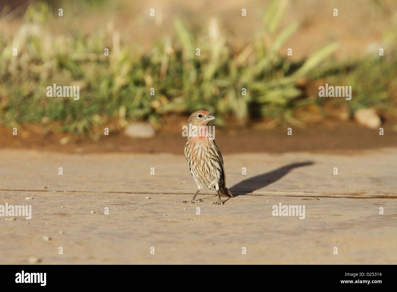 Young Male House Finch Stock Photo - Alamy