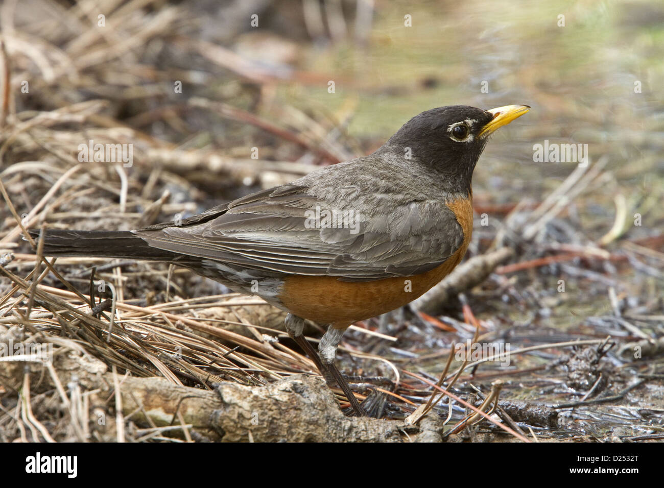 American robin utah hi-res stock photography and images - Alamy