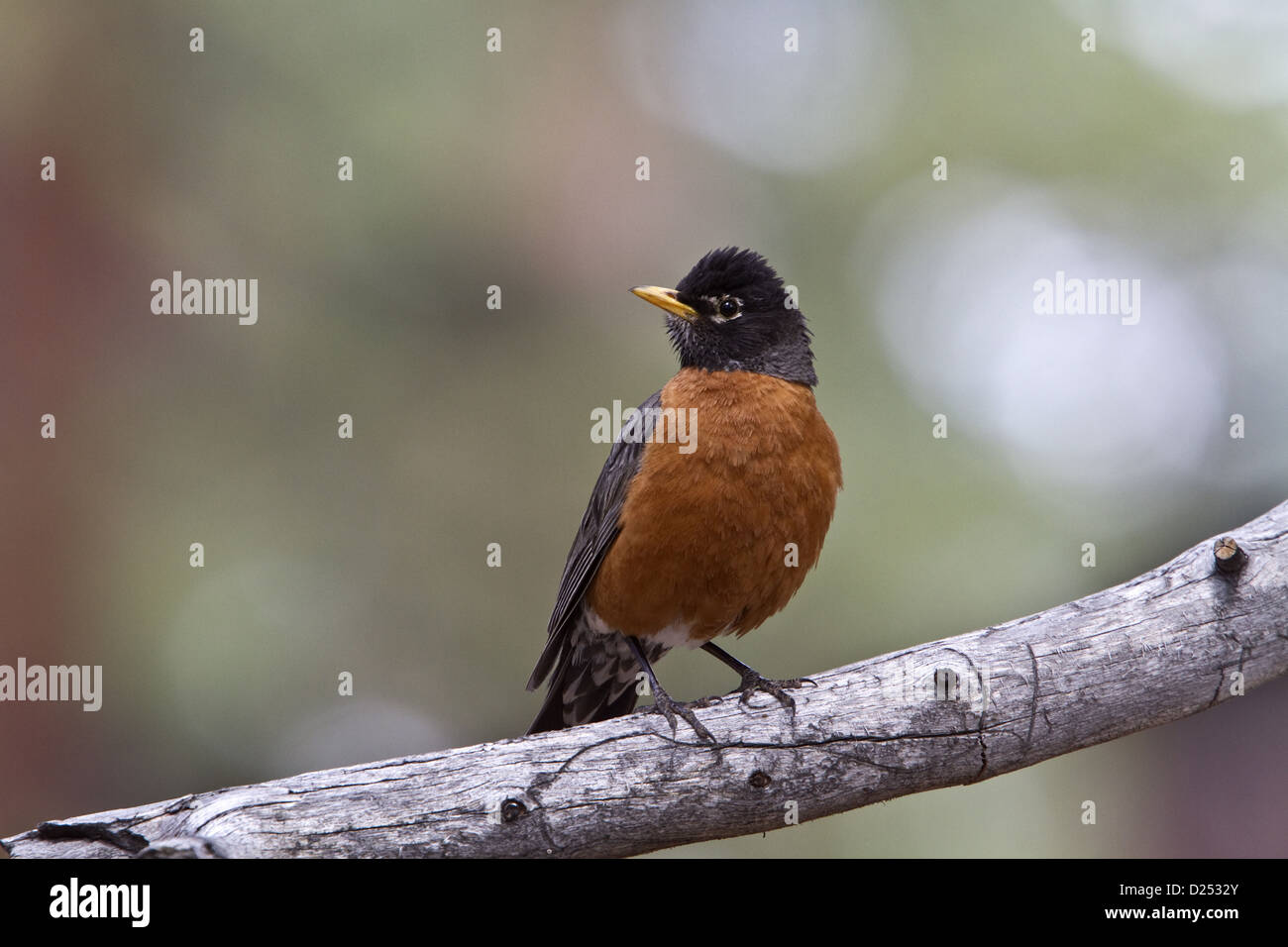 American robin utah hi-res stock photography and images - Alamy