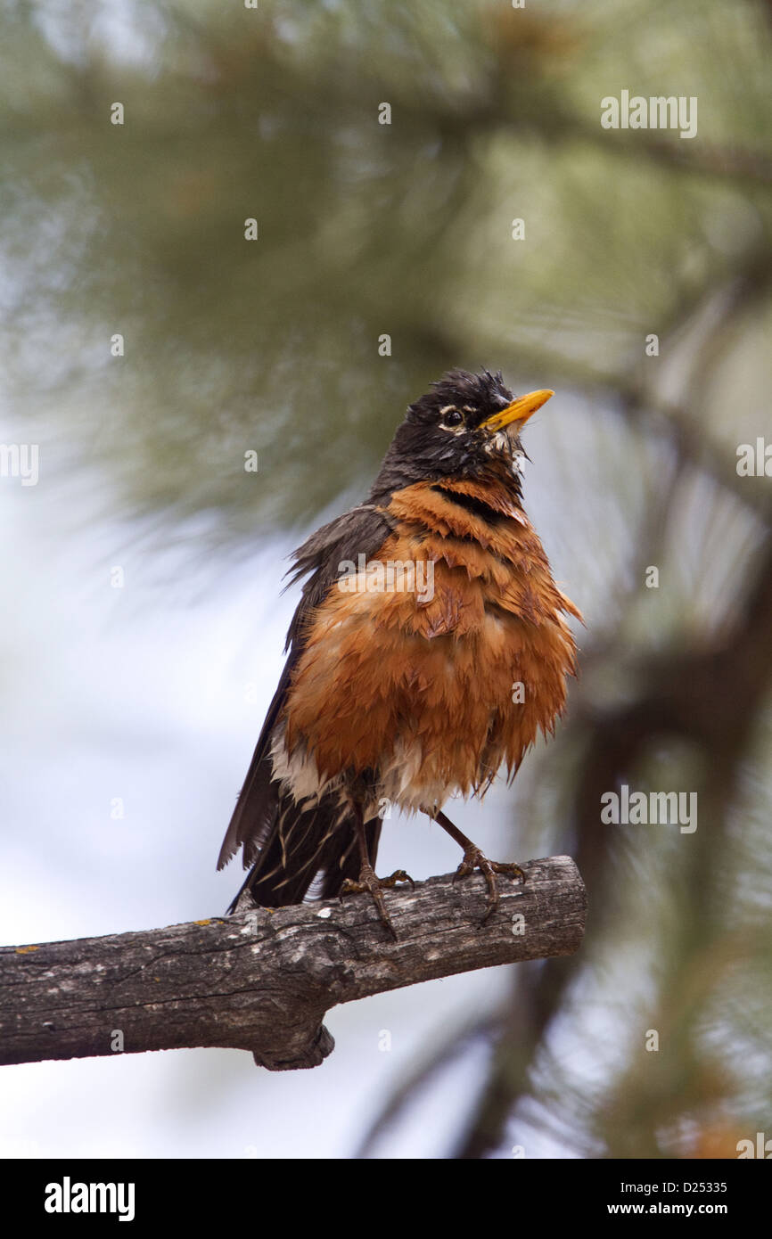 American Robin after bathing - Utah, USA Stock Photo - Alamy