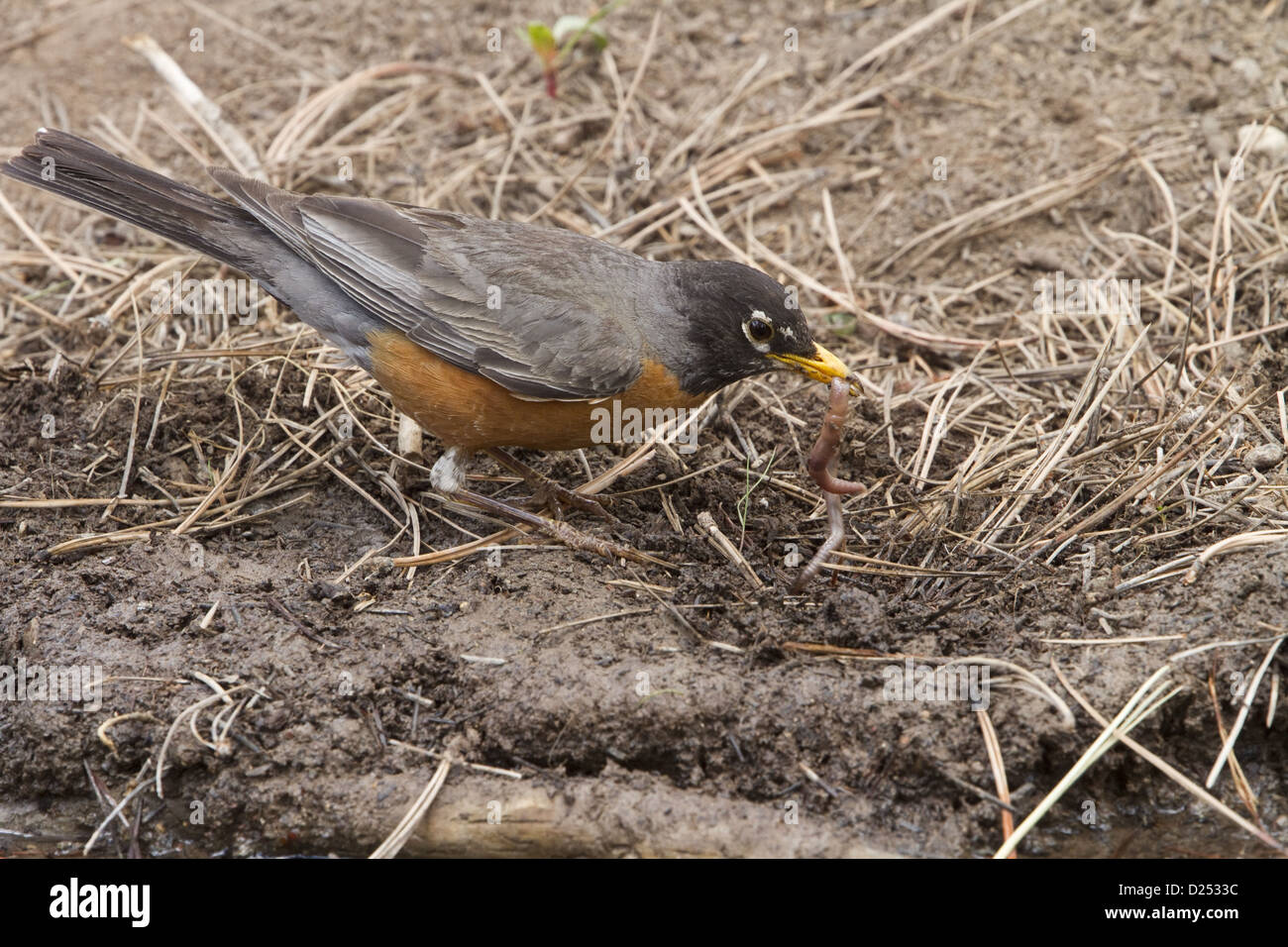 American robin catching worm hi-res stock photography and images - Alamy