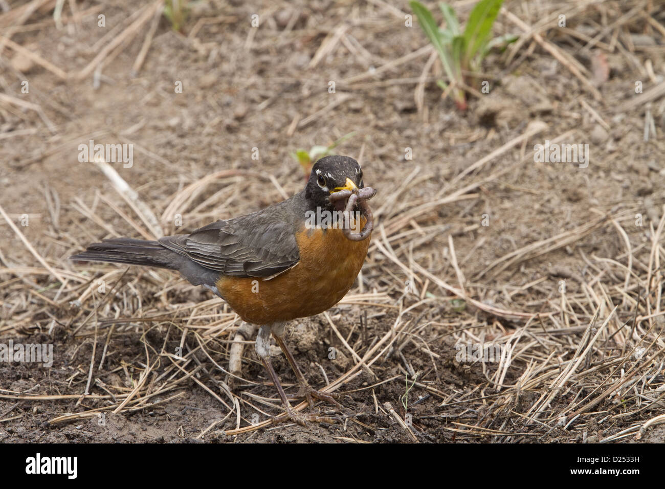 American Robin with worm in its bill - Utah, USA Stock Photo - Alamy
