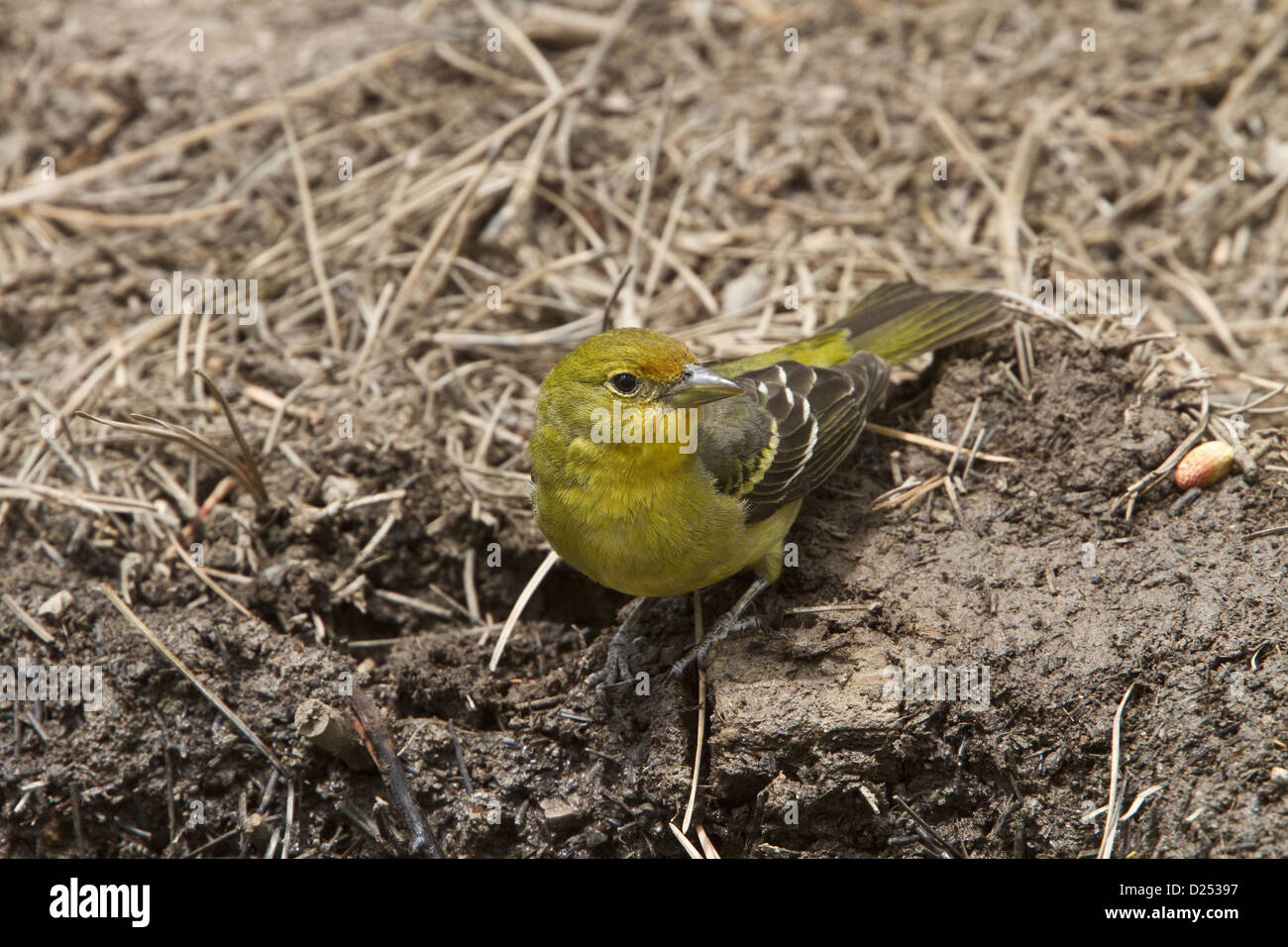 Western Tanager nonbreeding male Stock Photo - Alamy