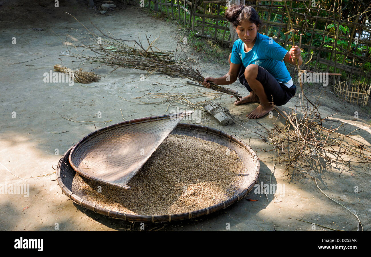 Woman from Mishing tribe separating rice from the husks by hand on the ...