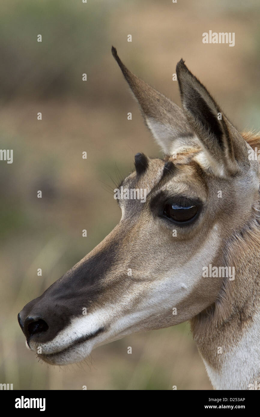 Pronghorn male, spring showing new horn growth. Utah USA Stock Photo ...