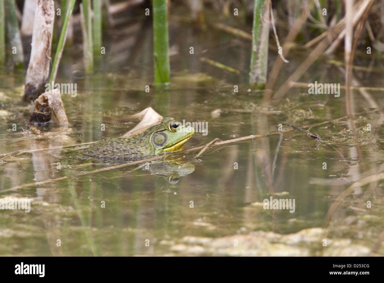 American Bullfrog male in pond - Utah Stock Photo - Alamy