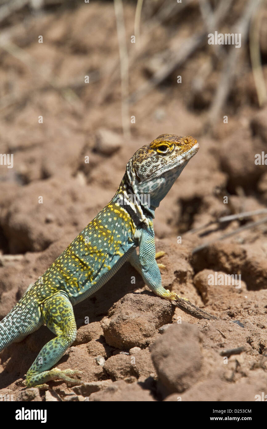 Yellow headed collared Lizard from Utah USA - Crotaphytus collaris ...