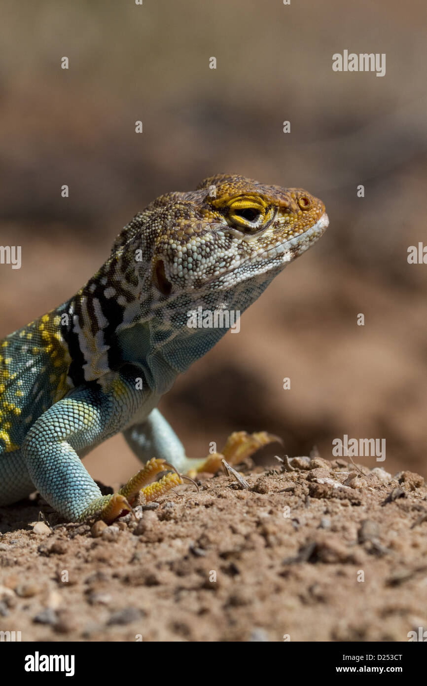 Yellow headed lizard hi-res stock photography and images - Alamy