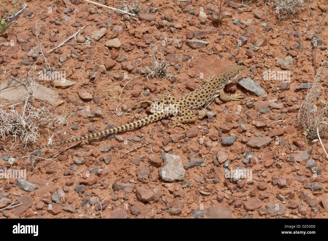 Longnose leopard lizard hi-res stock photography and images - Alamy