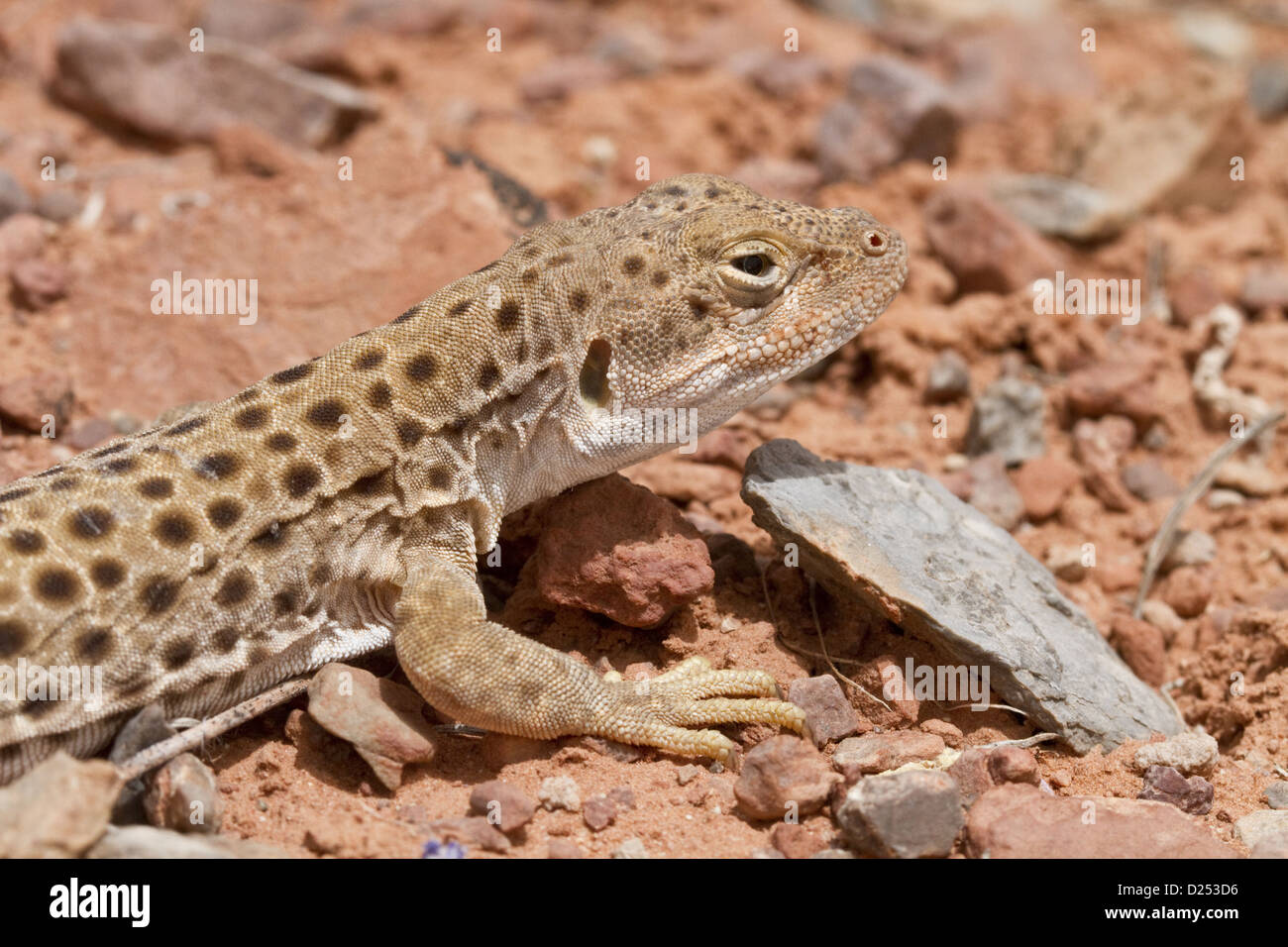 Longnose leopard lizard hi-res stock photography and images - Alamy