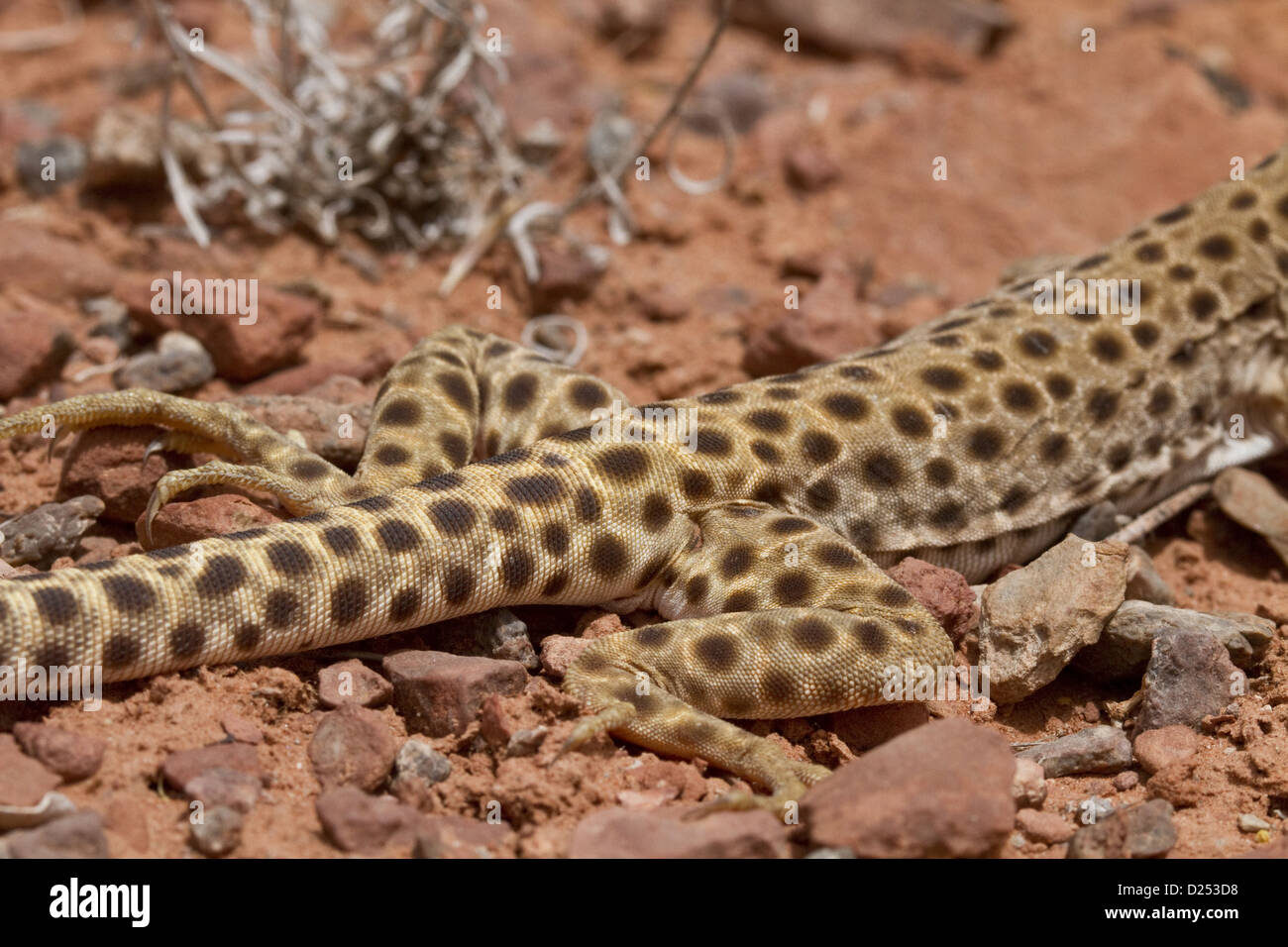 Leopard Legs High Resolution Stock Photography and Images - Alamy
