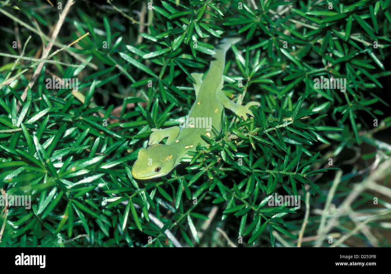 New Zealand Green Tree Gecko,Naultinus elegans Stock Photo - Alamy
