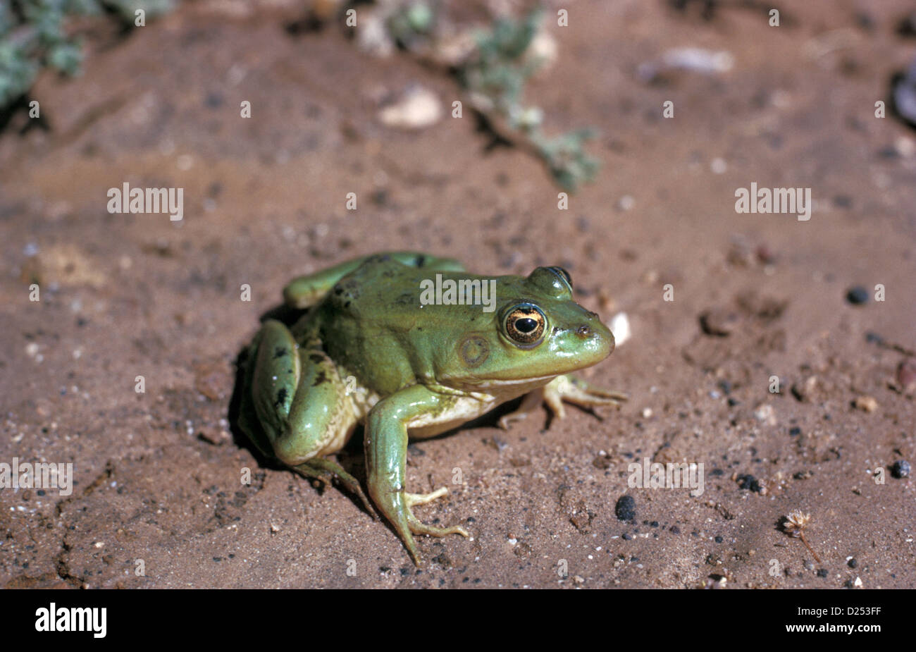 Marsh Frog (Pelophylax ridibundus) is the largest frog native to Europe ...