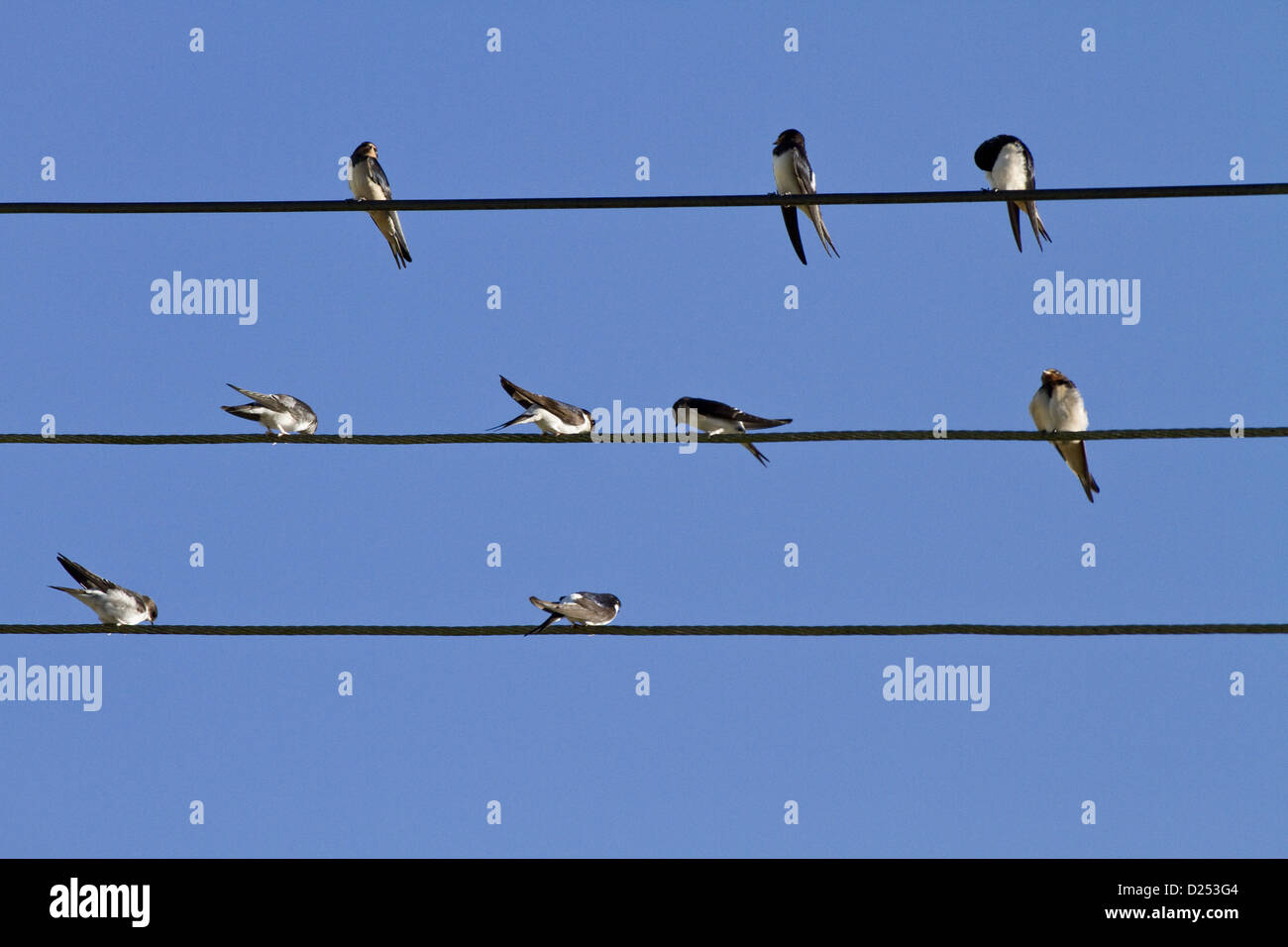 Barn Swallow and House Martins on power cables , flocking before ...