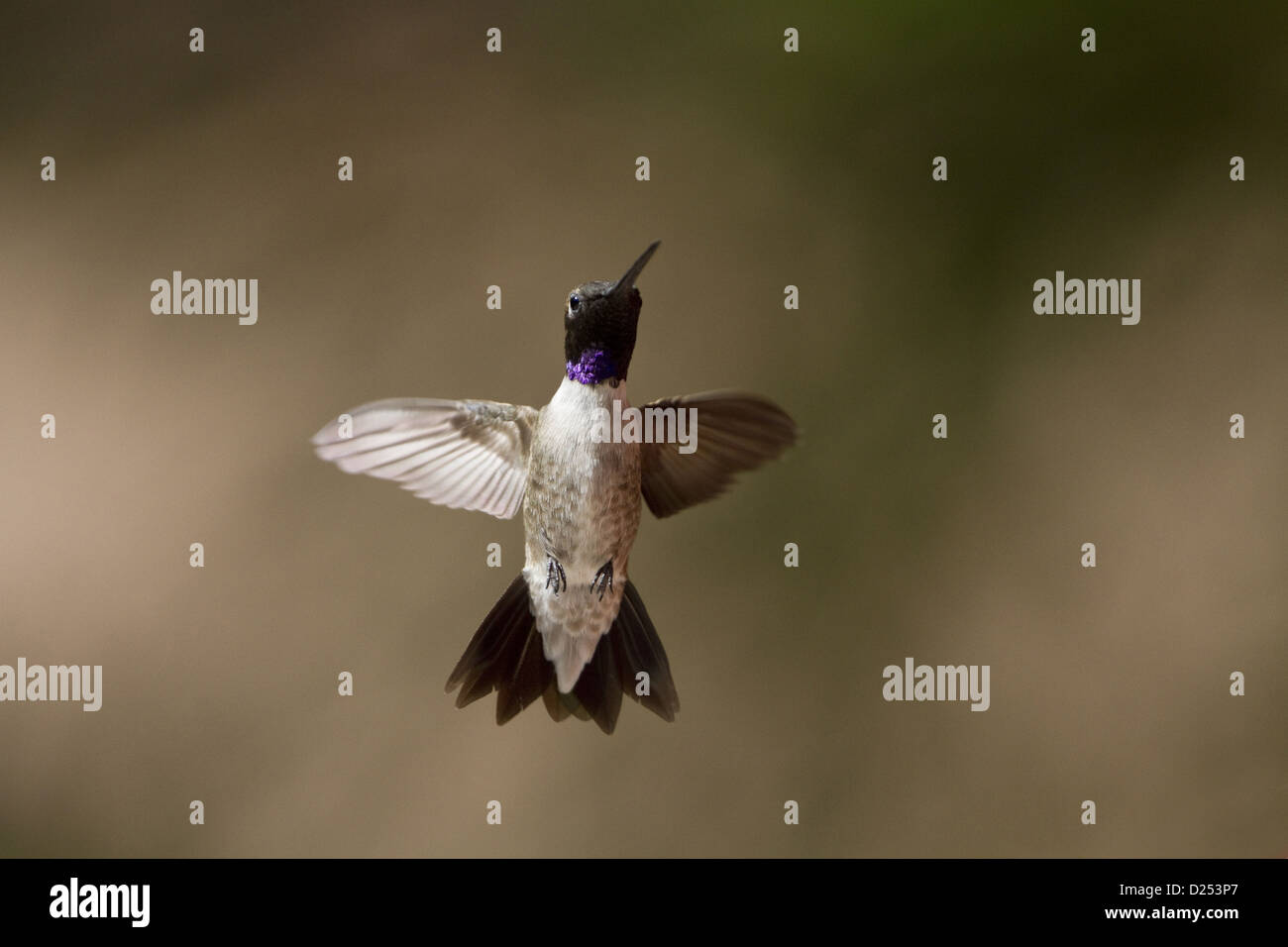 Black Chinned Hummingbird male hovering. note the Iridescent purple ...