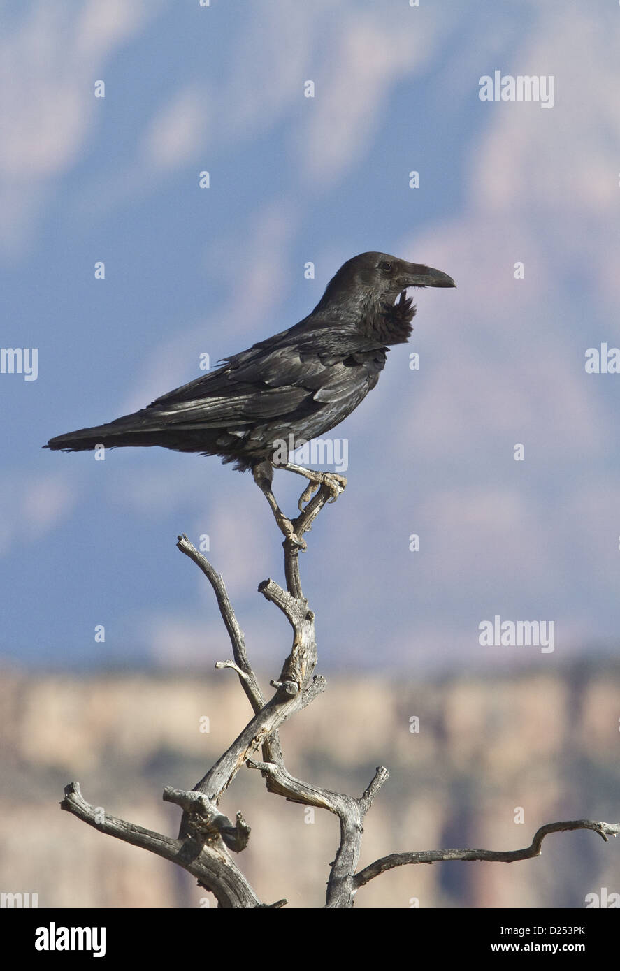 American raven hi-res stock photography and images - Alamy