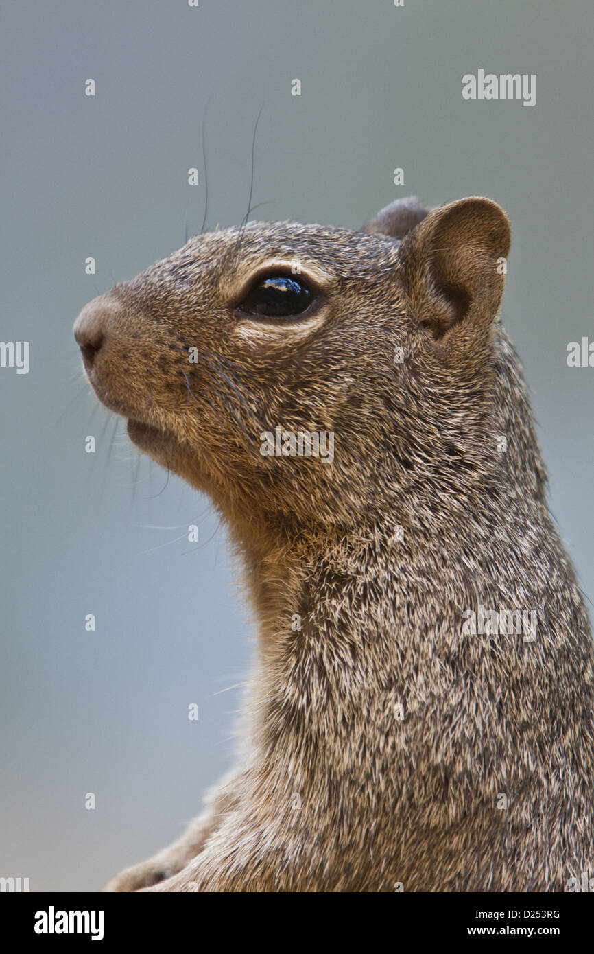 Rock squirrel utah america hi-res stock photography and images - Alamy