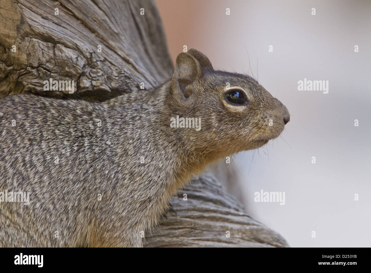 Rock Squirrel, Utah America Stock Photo - Alamy