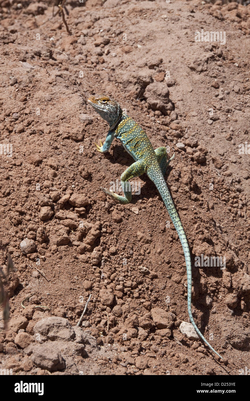 Collared Lizard male -Utah America Stock Photo - Alamy
