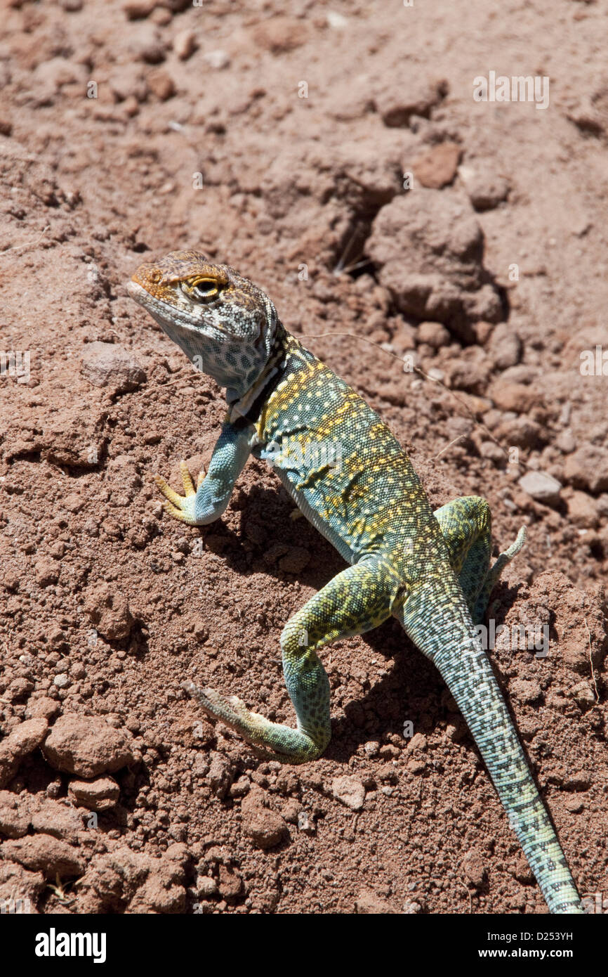 Collared Lizard male -Utah America Stock Photo - Alamy