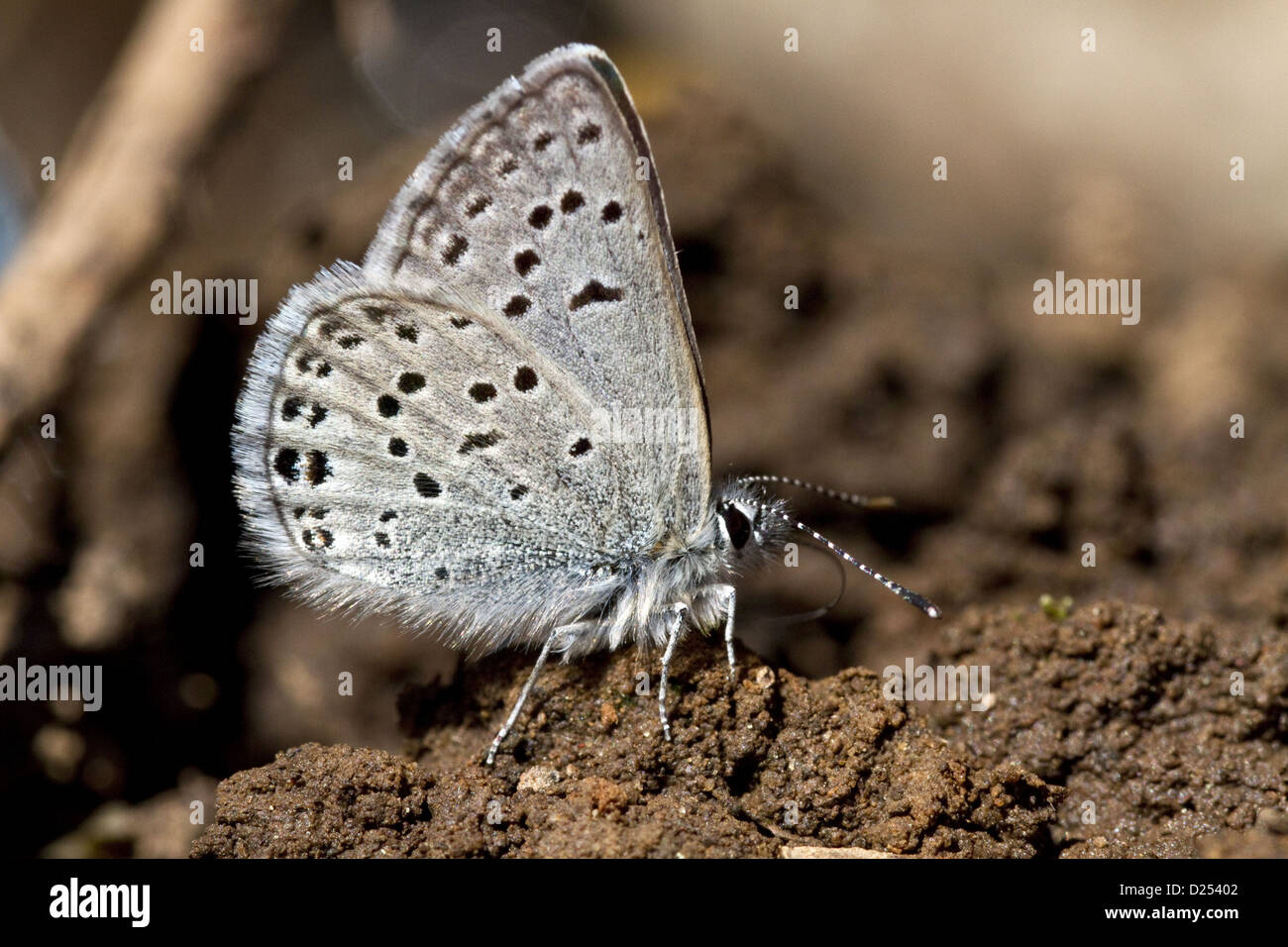 Western tailed Blue Butterfly attracted to moisture in the soil. Utah ...
